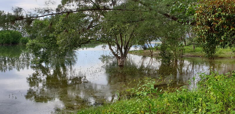 Reflection of the Tree in the Water Stock Image - Image of wilderness ...
