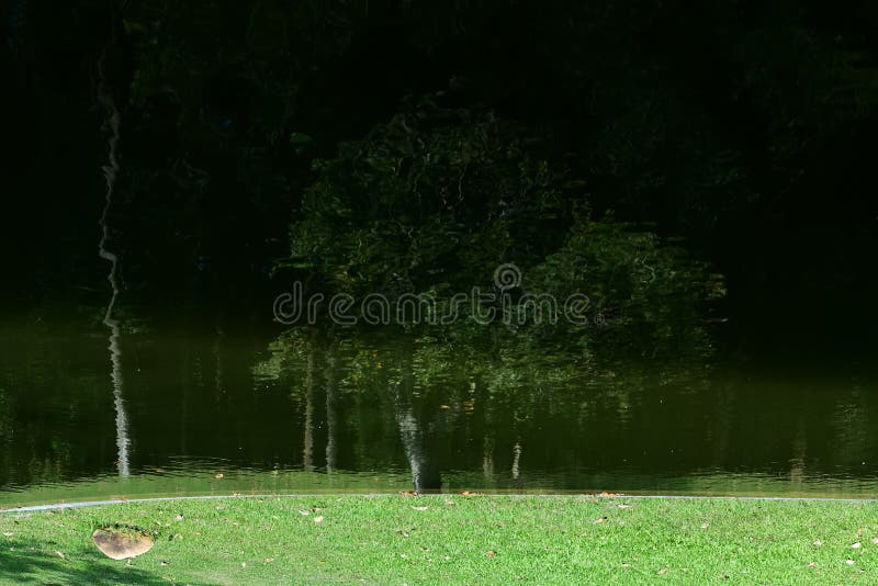 Reflection of the Tree in the Water Stock Photo - Image of stone, bank ...