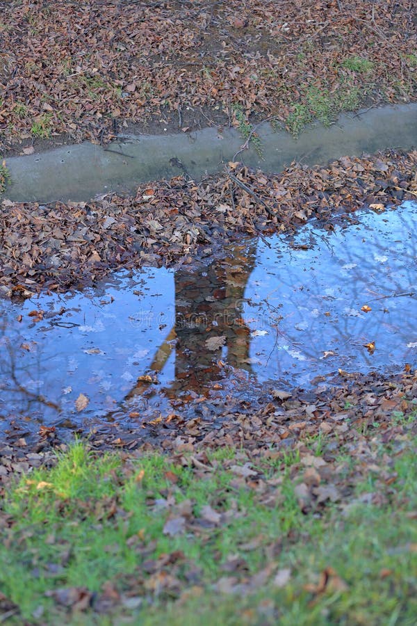 Reflection of a Tree in the Water of a Shallow Stream Stock Photo ...
