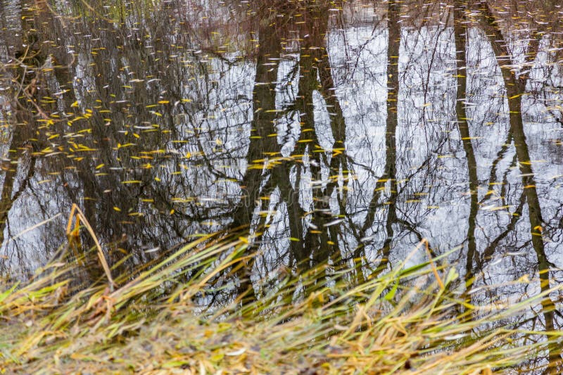 Reflection of a Tree in the Water of a Small Pond Stock Photo - Image ...