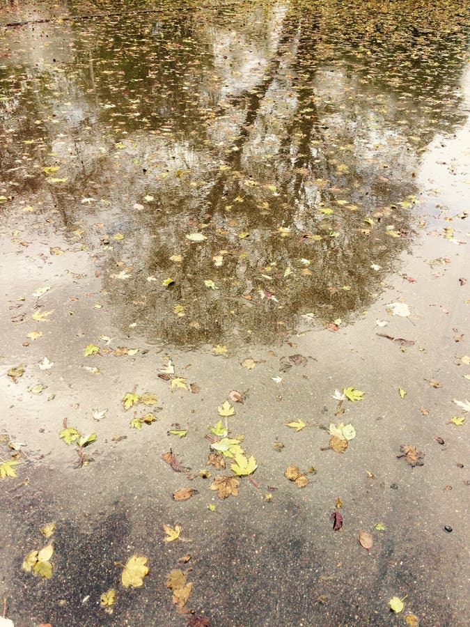 Reflection of a Tree on the Wet Ground Stock Photo - Image of autumn ...
