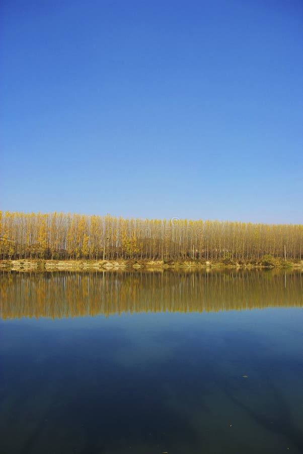 Reflection of trees stock image. Image of form, calm - 23526147