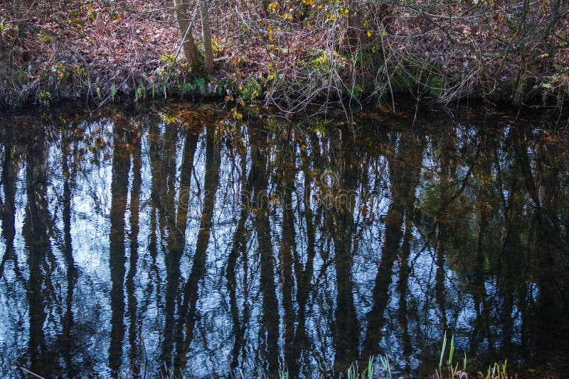 Reflection of Trees in the Brook Stock Photo - Image of season ...