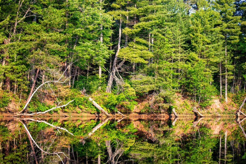 Reflection of Trees in the Calm Water of the Rainbow Flowage in ...