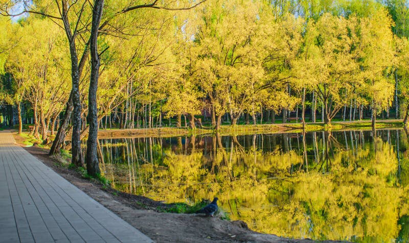 Early Spring Morning in the City Park Stock Image - Image of rays ...