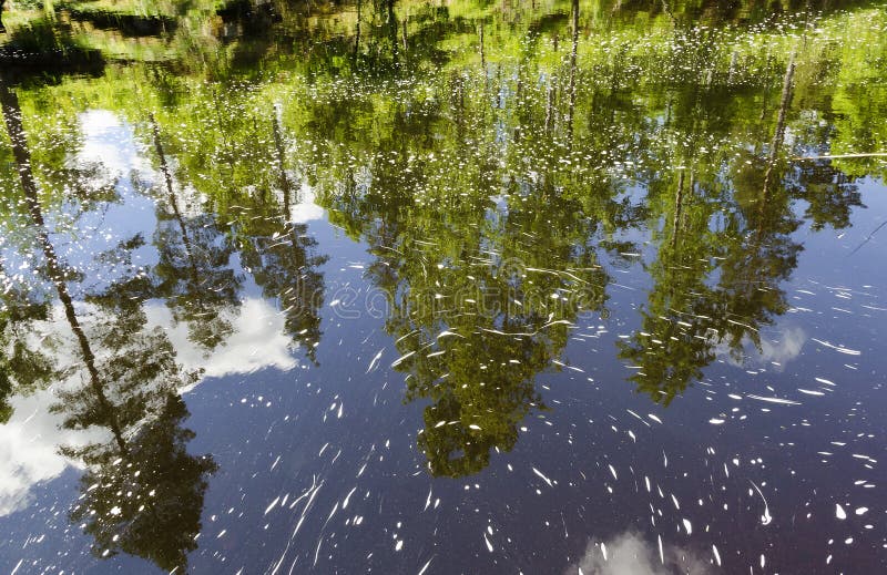 Reflection of Trees in Dark Water Stock Photo - Image of still, calm ...