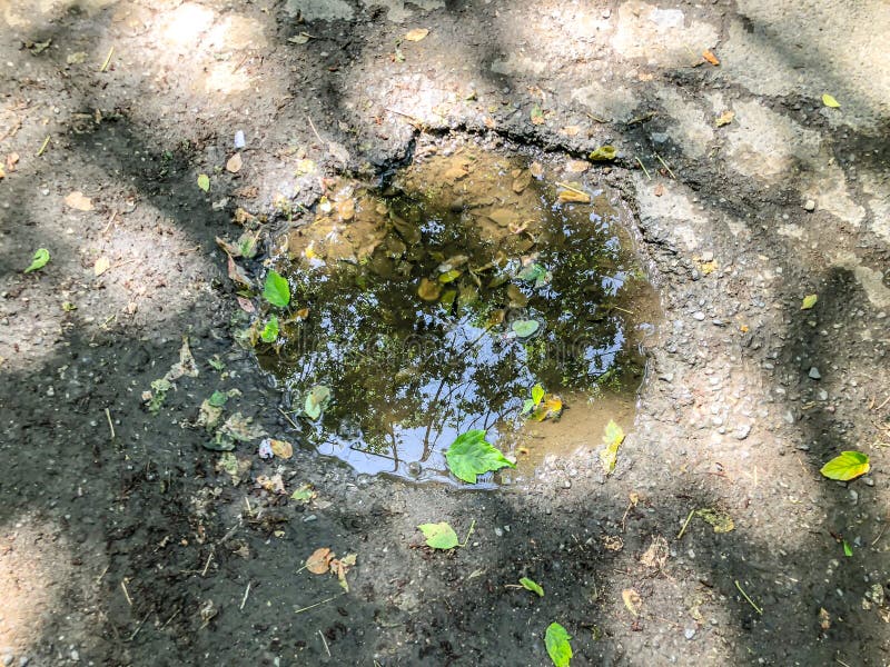 Reflection of Trees and Fallen Leaves in a Puddle in the Courtyard of a ...