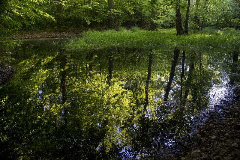 Dark forest pond stock image. Image of spring, woter - 185010733