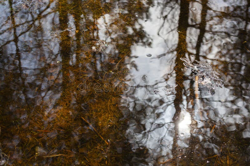 Reflection of Trees in a Forest Puddle Stock Photo - Image of patterns ...