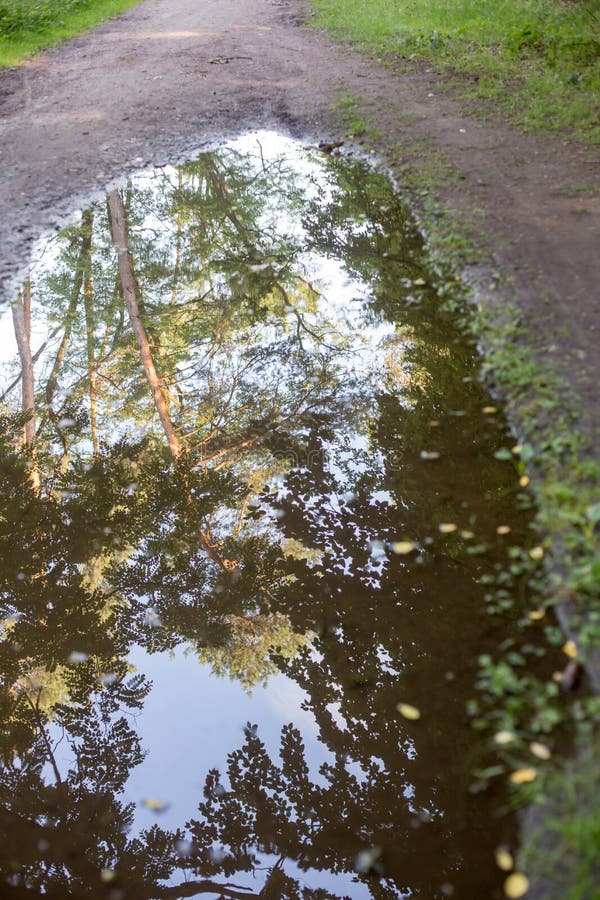 Reflection of Trees and Grass in Muddy Puddle on Little Forest Path ...