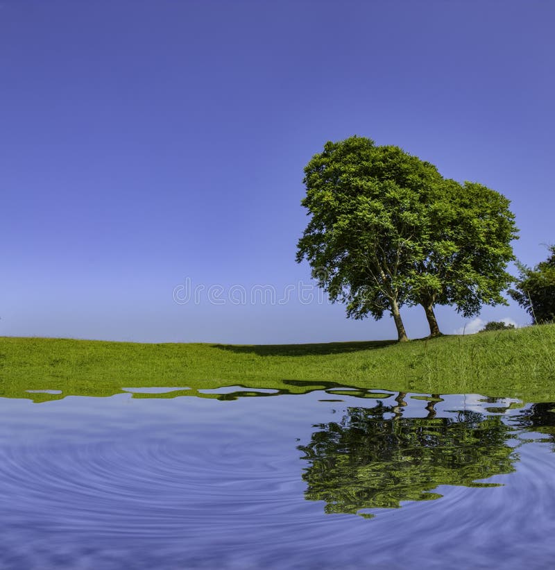 The Reflection of Trees and Grass in the Water on the Bright Sky Stock ...