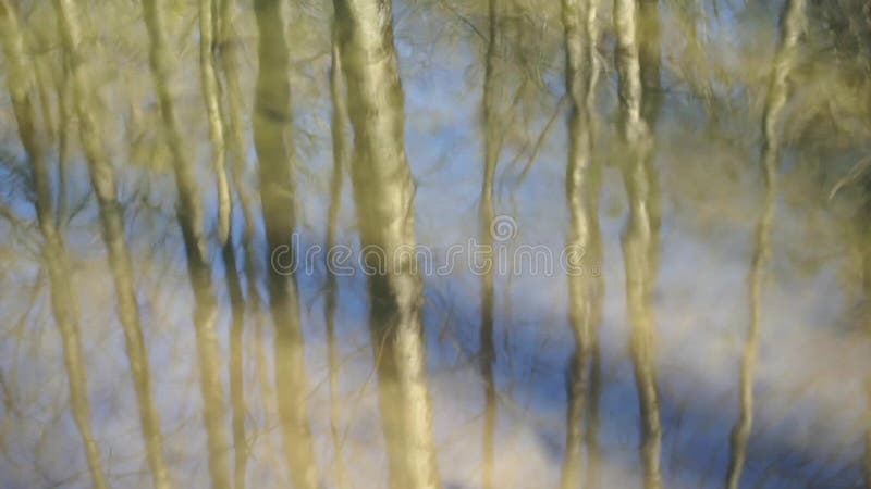 Reflection of Trees Mirrored on Rippled Water Surface Stock Video ...
