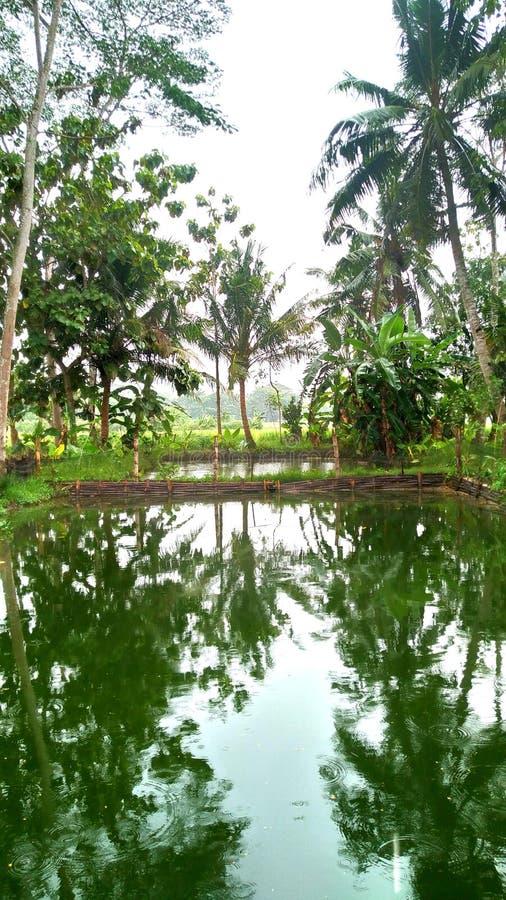 The Reflection of the Trees in the Pool Water is Green Stock Photo ...