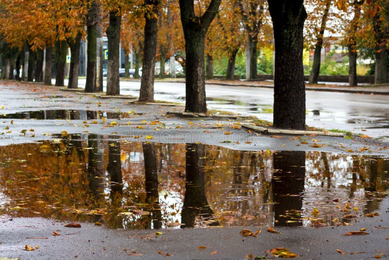 Reflection of Trees in the Puddle of the City Park in the Fall after ...