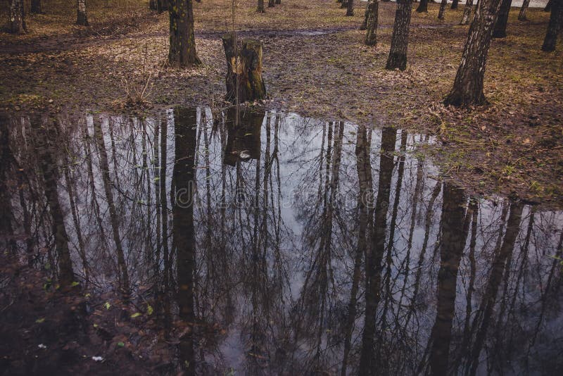 Trees Reflected in Puddle Retro Stock Photo - Image of natural, water ...