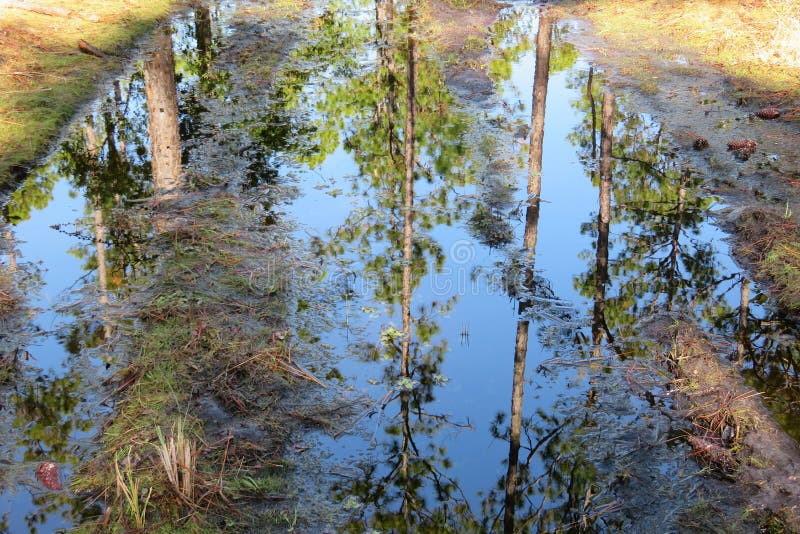 Reflection of Trees in a Puddle of Water on Forest Road Stock Photo ...