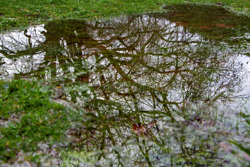 Reflection of Trees in a Puddle of Water. Reflection of Tree Branches ...
