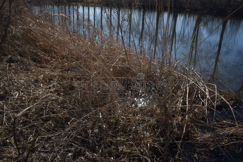Reflection of Trees on a River Bank Stock Image - Image of bank, river ...