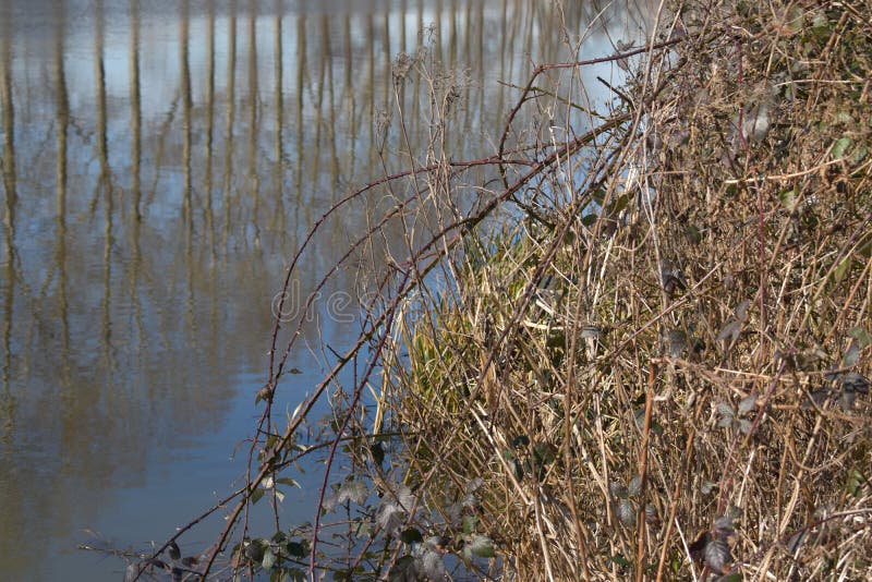 Reflection of Trees on a River Bank Stock Photo - Image of reflection ...