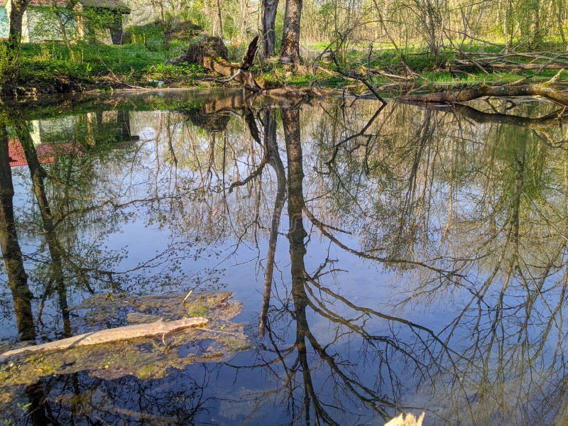 Reflection of Trees in the River at Daytime in Spring Stock Photo ...