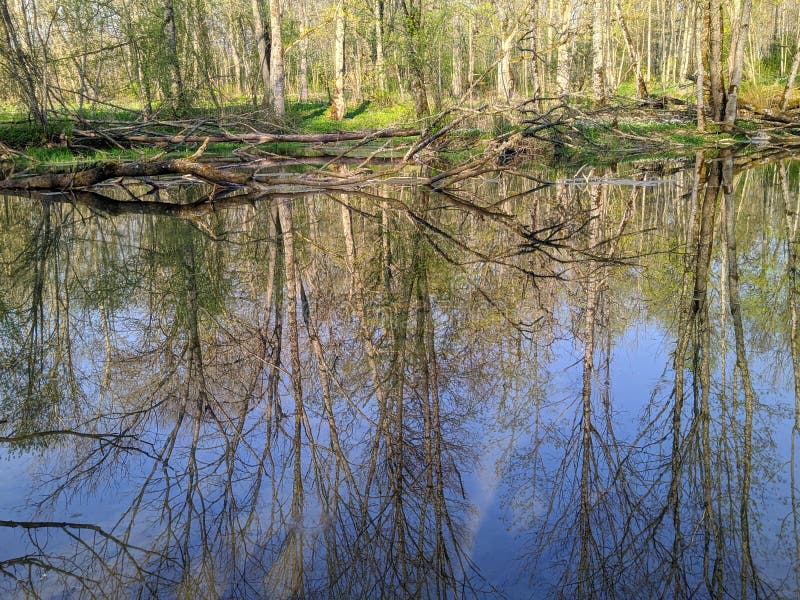 Reflection of Trees in the River at Daytime in Spring Stock Photo ...