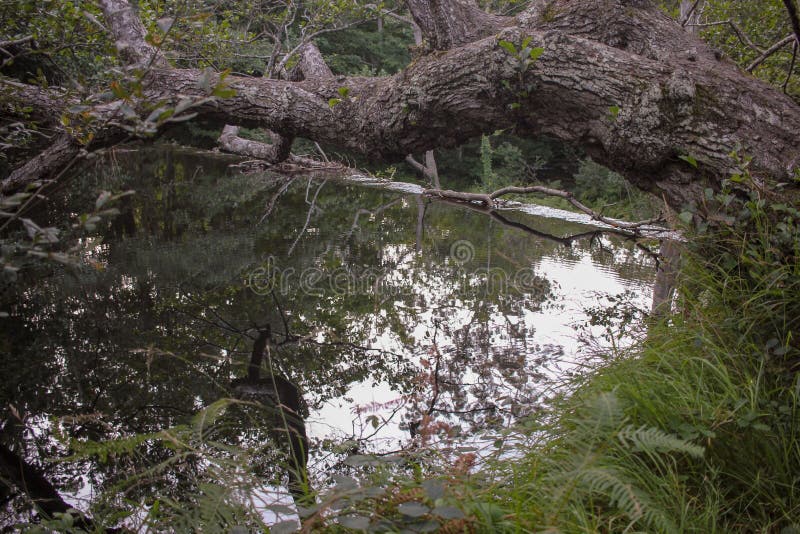 Reflection of Trees in the River Stock Image - Image of tree, scenery ...
