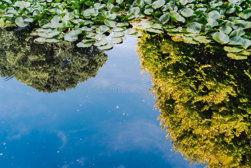 Reflection of Trees and Sky on a Calm Water Surface Stock Photo - Image ...