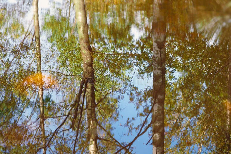 Reflection of Trees and Sky in the Water Stock Image - Image of idyllic ...