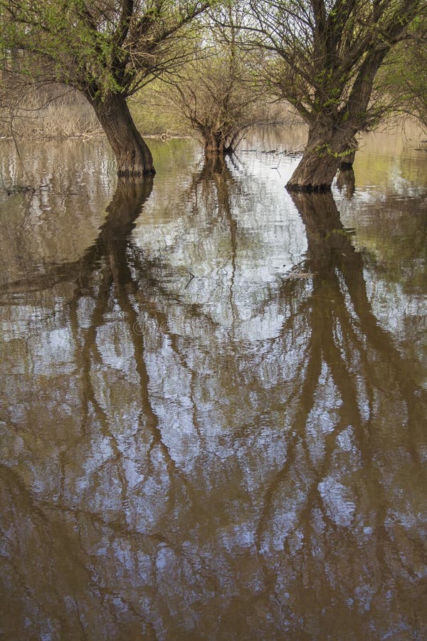 Reflection Of Trees In The Surface Of Danube River 4 Stock Image ...