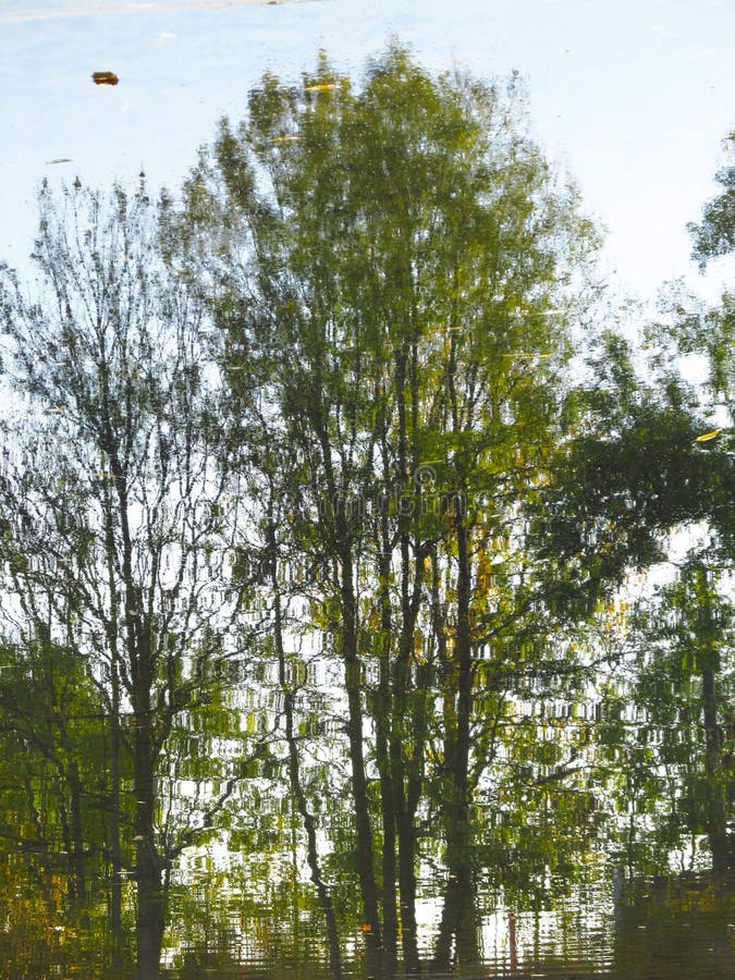 Reflection of trees stock photo. Image of reflect, outdoor - 61687136