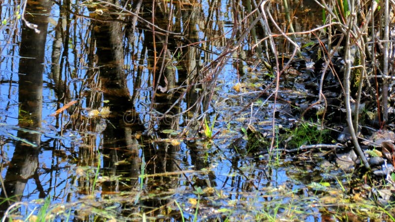 Reflection of Trees and Vines in Swamp Water in Spring Stock Photo ...
