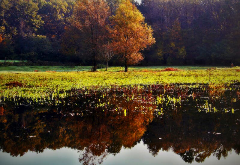 Reflection of trees stock image. Image of season, nature - 62139001