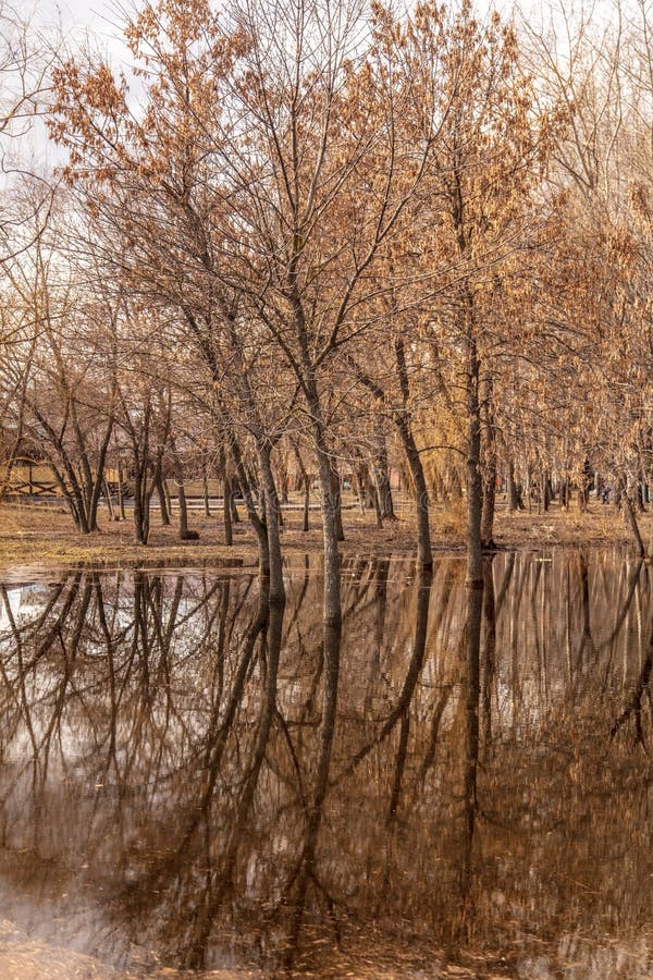 Reflection of Trees in the Water in Early Spring Stock Photo - Image of ...