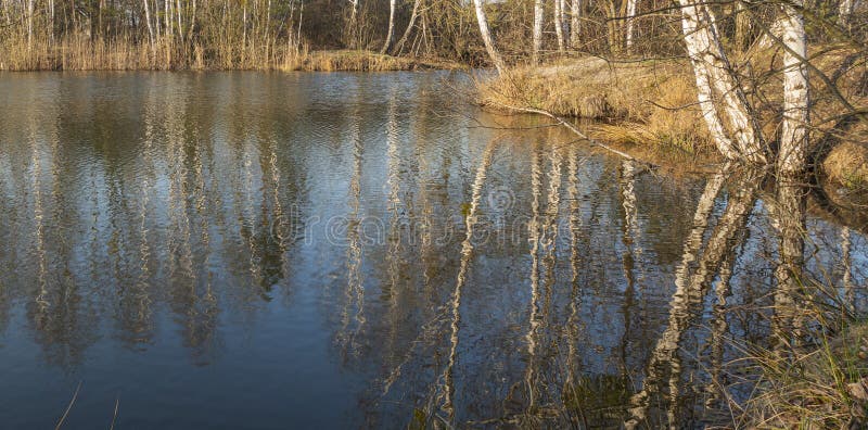 Reflection of Trees in the Water of a Lake on a Spring Day Stock Photo ...