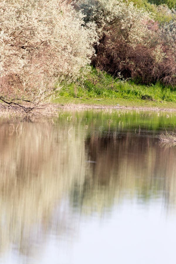 Reflection of Trees on Water Stock Photo - Image of water, trees: 94275174