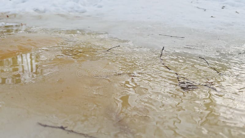 The Reflection of Trees on the Water in the Pool in Spring Park, Trees ...