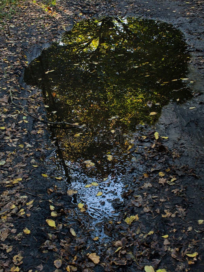 Reflection of Trees in a Puddle Stock Photo - Image of soil, wood ...