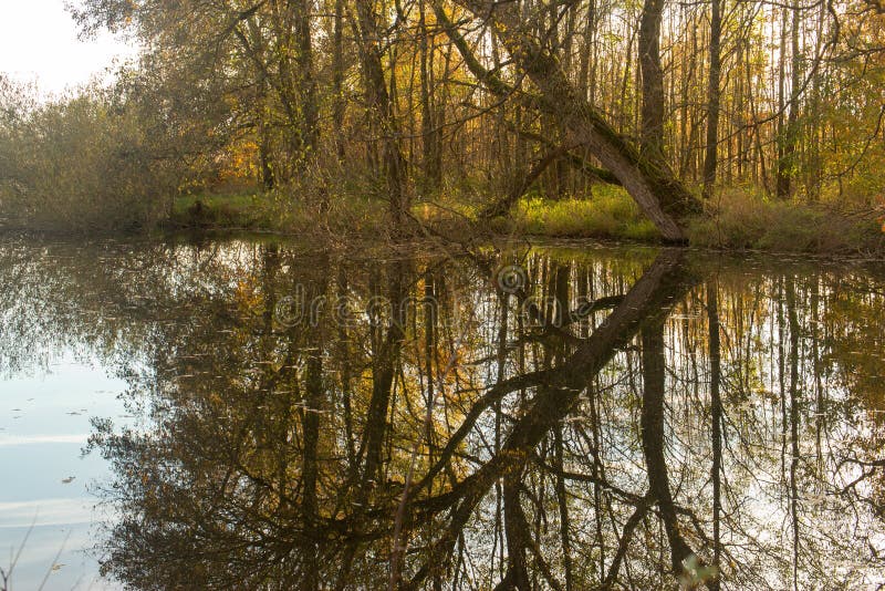 Reflection of Trees in Water Stock Photo - Image of beautiful, river ...