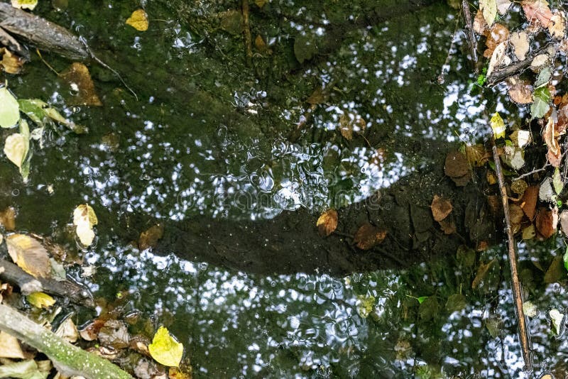 Reflection of Trees in the Water. Stock Image - Image of morning, bole ...