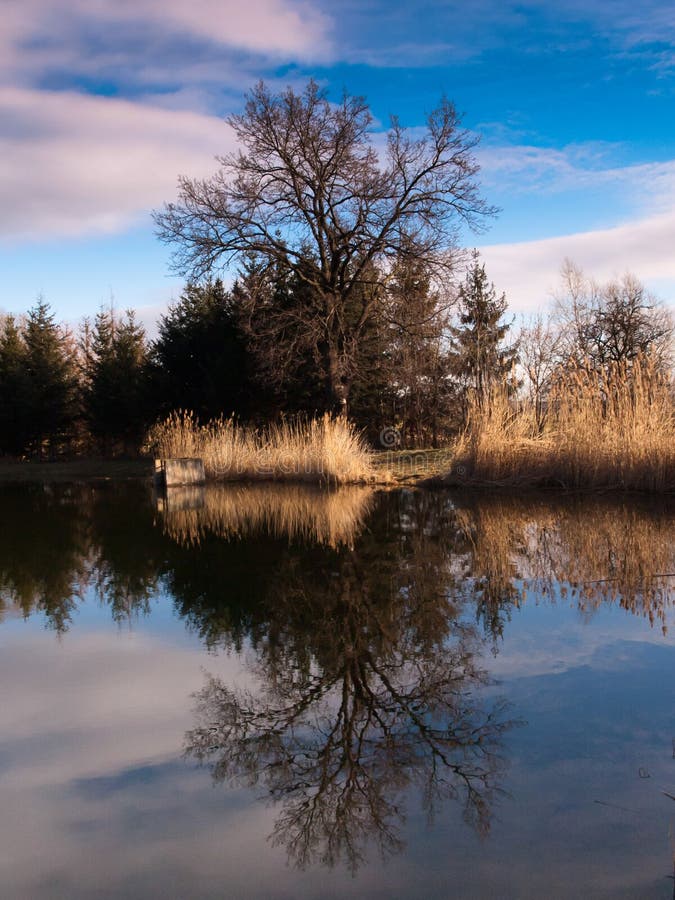 Reflection of Trees in Water Stock Photo - Image of gate, duck: 181409726