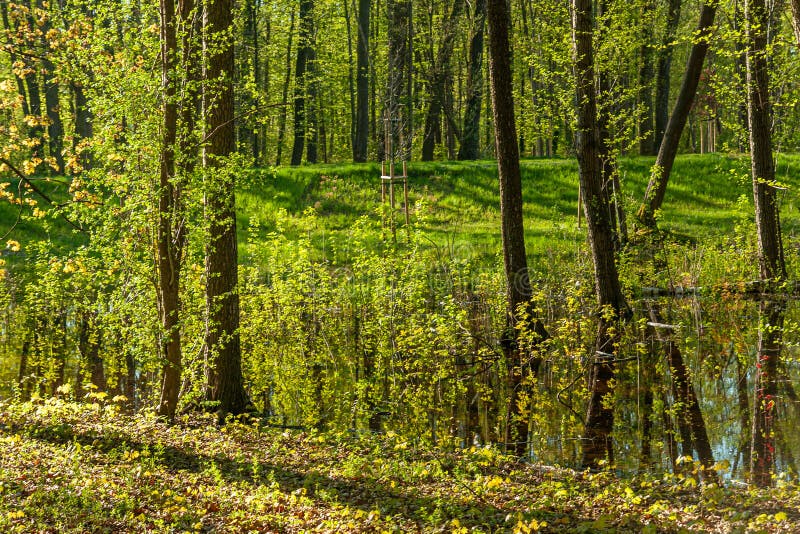 Reflection of Trees in the Water Stock Image - Image of natural, park ...