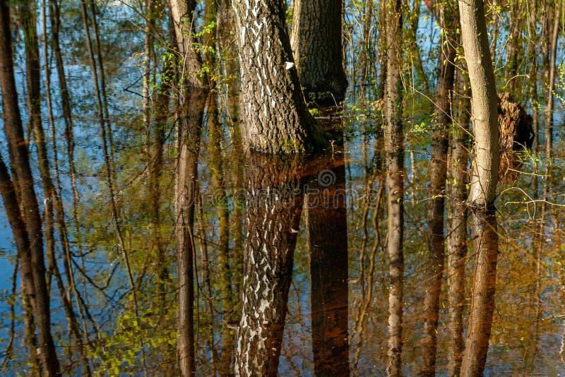 Reflection of Trees in the Water Stock Photo - Image of outdoors ...