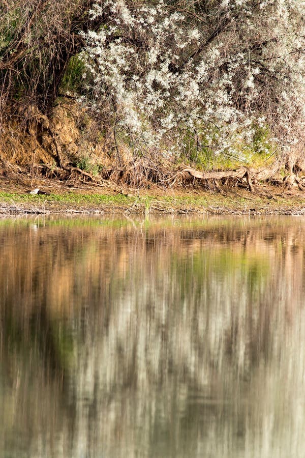 Reflection of Trees on Water Stock Photo - Image of gold, abstract ...