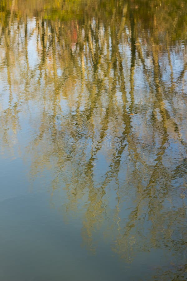 Reflection of Trees in the Water with Rippled Effect. Stock Image ...