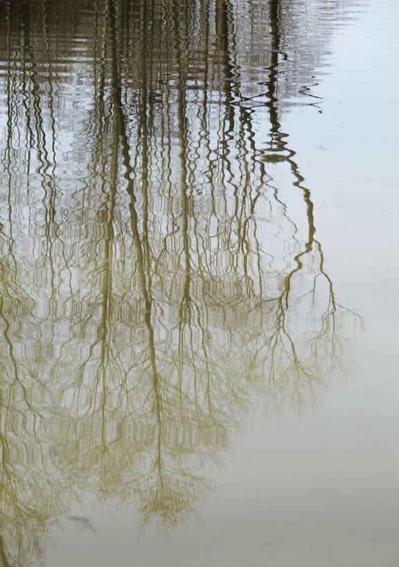 Reflection of trees stock photo. Image of tree, reflect - 68577938