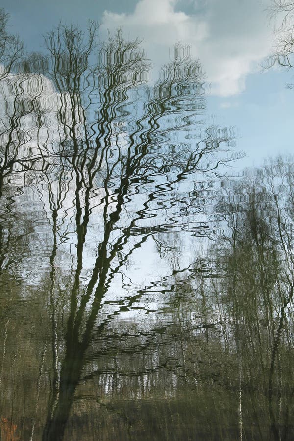 Reflection of trees stock image. Image of trees, abstract - 67687851