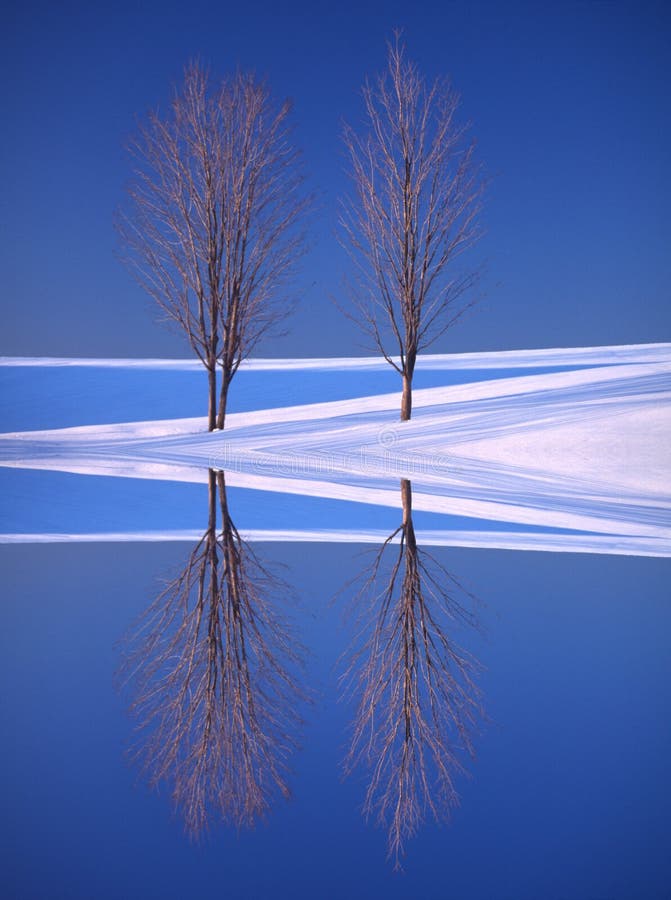 Reflection of Two Trees in Winter. Stock Photo - Image of lonely, bare ...