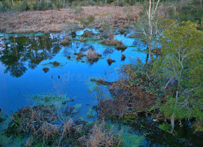 Reflection in the Virginia Swamp Stock Photo - Image of summer, beauty ...