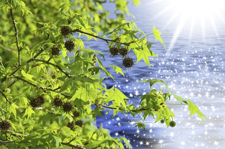 Reflection in water stock photo. Image of growth, sprout - 14084776