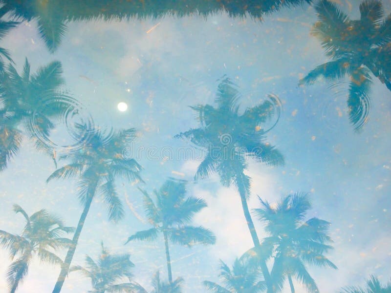 The Reflection in the Water Coconut Trees Stock Image - Image of leaves ...